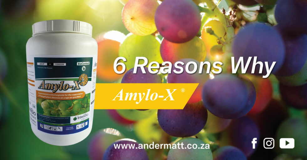 6 Reasons why you should be using Amylo X® - Andermatt