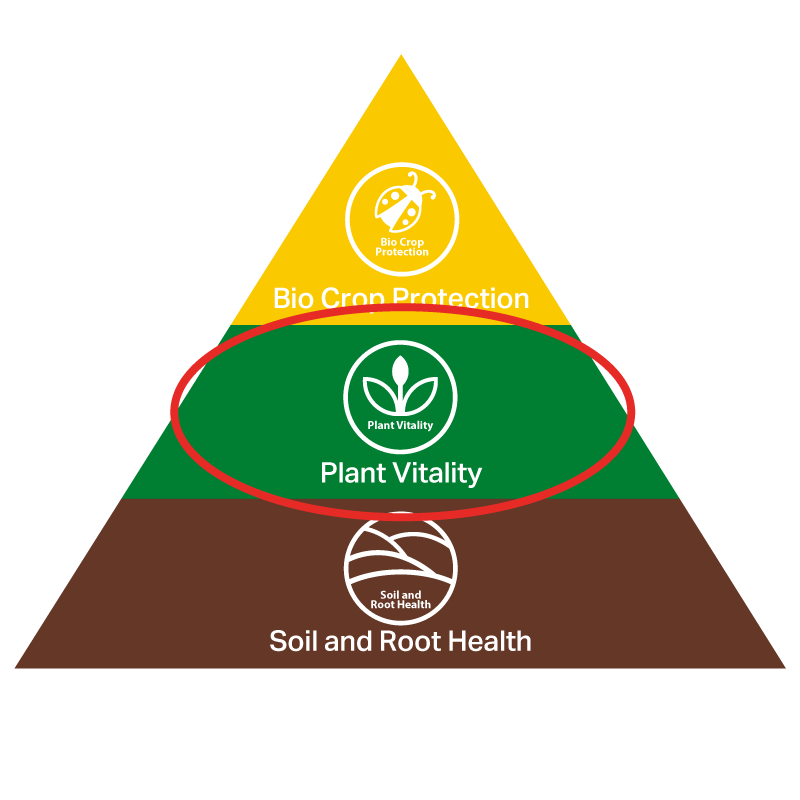 Plant Vitality | Andermatt